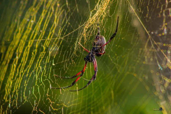 Surprising animals of Mauritius - Wildlife