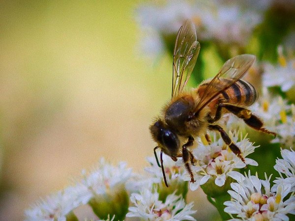 Surprising animals of Mauritius - Wildlife