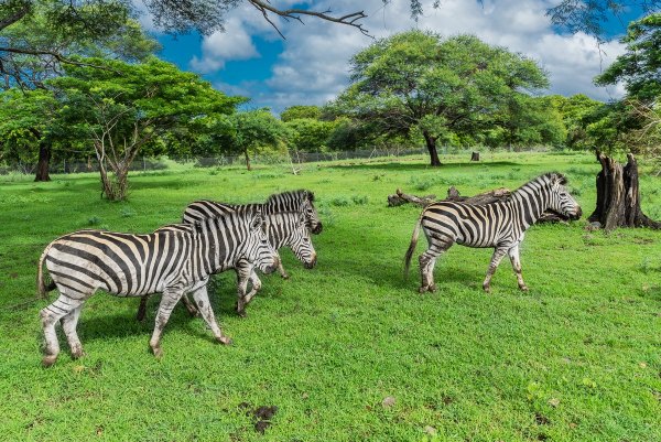 Surprising animals of Mauritius - Wildlife