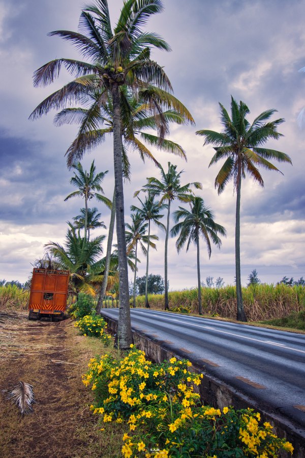 25 Most Beautiful Flowers In Mauritius