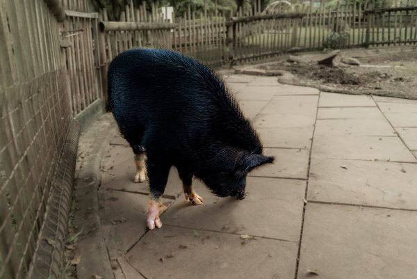 Casela Nature Parks & Zoo in Mauritius