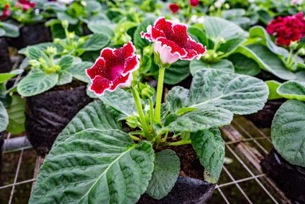 25 Most Beautiful Flowers In Mauritius