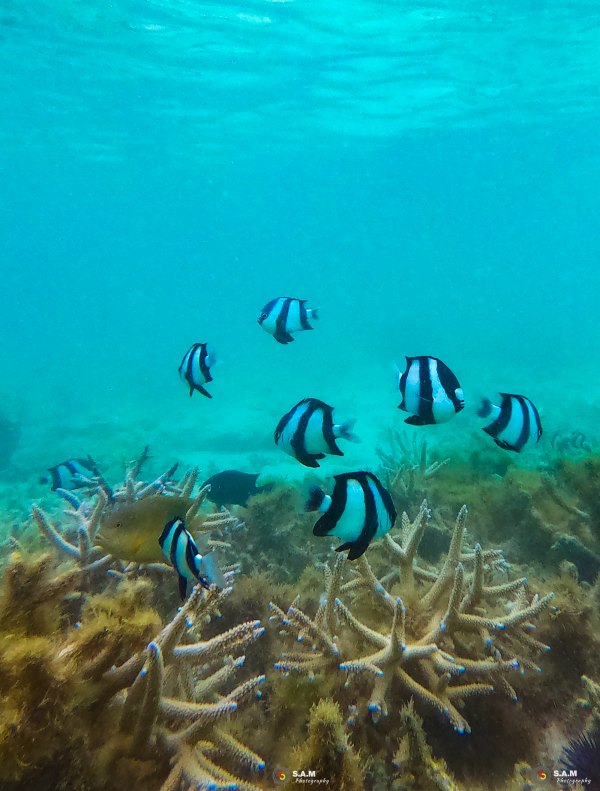 Coral reefs of Mauritius & Rodrigues