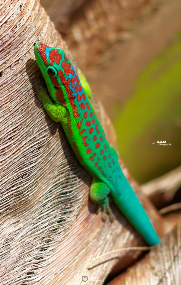 Surprising animals of Mauritius - Wildlife