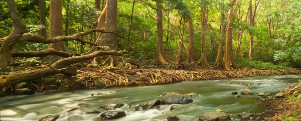 25 most amazing rivers in Mauritius