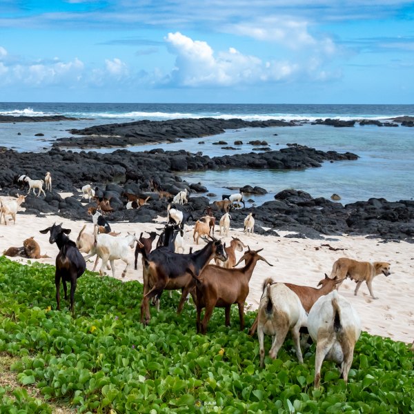 Surprising animals of Mauritius - Wildlife