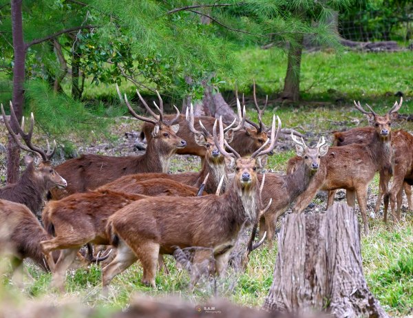 Surprising animals of Mauritius - Wildlife