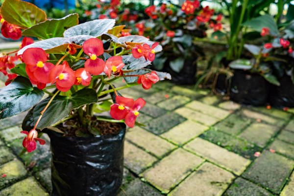 25 Most Beautiful Flowers In Mauritius