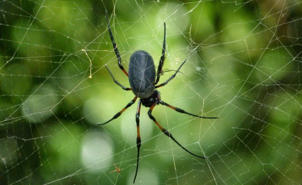 Surprising animals of Mauritius - Wildlife