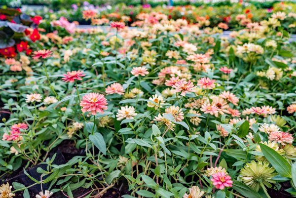 25 Most Beautiful Flowers In Mauritius