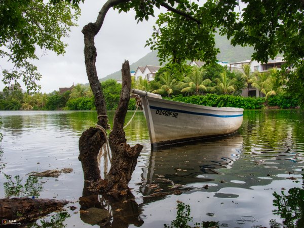 Exploring the Enchanting Trees of Mauritius