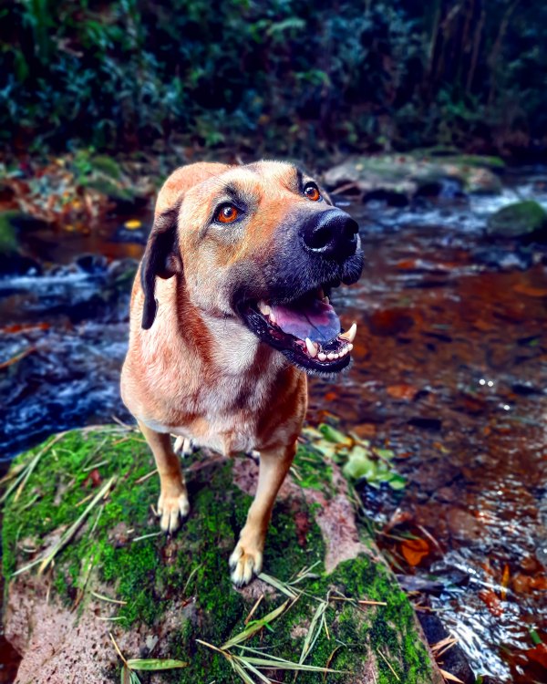 25 most amazing rivers in Mauritius