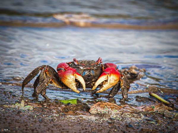 Surprising animals of Mauritius - Wildlife