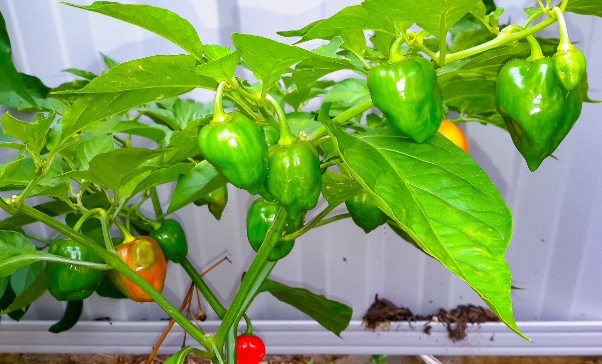 100+ Free Photos - Close up of Chilis tree