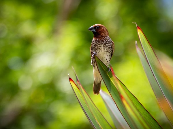 Most amazing birds in Mauritius - Free photos