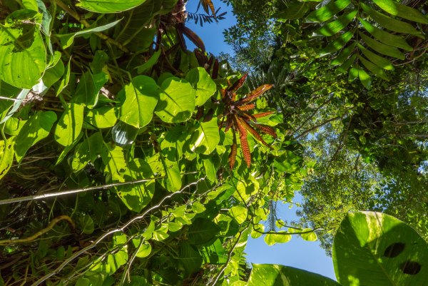 Forests and Nature Parks of Mauritius