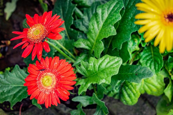 25 Most Beautiful Flowers In Mauritius