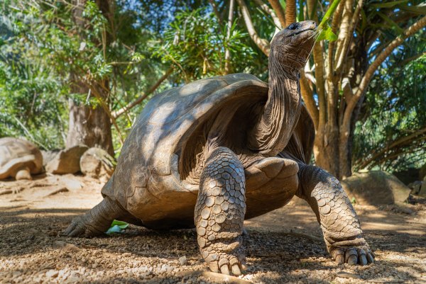 Surprising animals of Mauritius - Wildlife