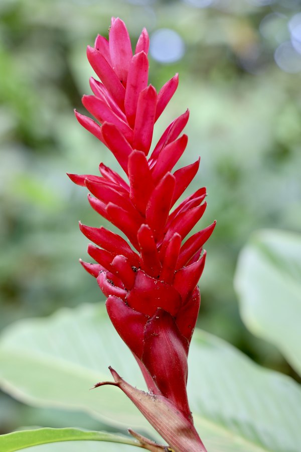 25 Most Beautiful Flowers In Mauritius