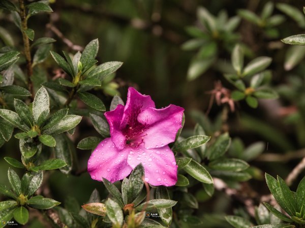 25 Most Beautiful Flowers In Mauritius