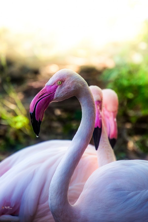 Casela Nature Parks & Zoo in Mauritius