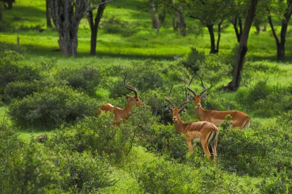 Surprising animals of Mauritius - Wildlife