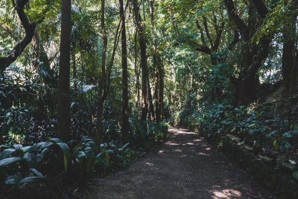 Exploring the Enchanting Trees of Mauritius