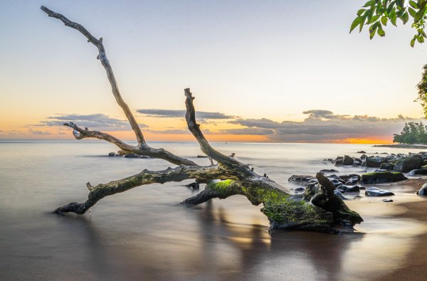 Exploring the Enchanting Trees of Mauritius