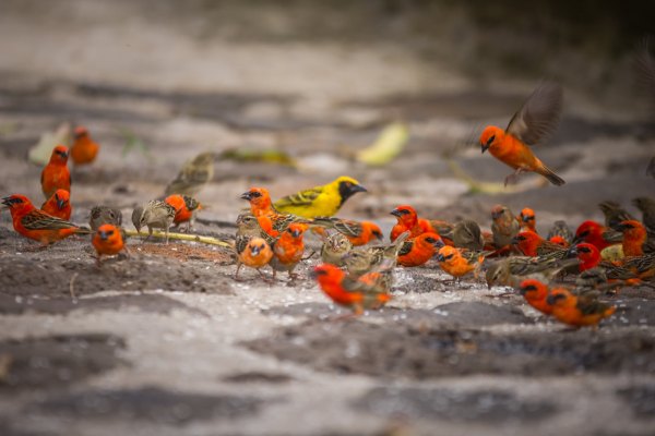 Most amazing birds in Mauritius - Free photos