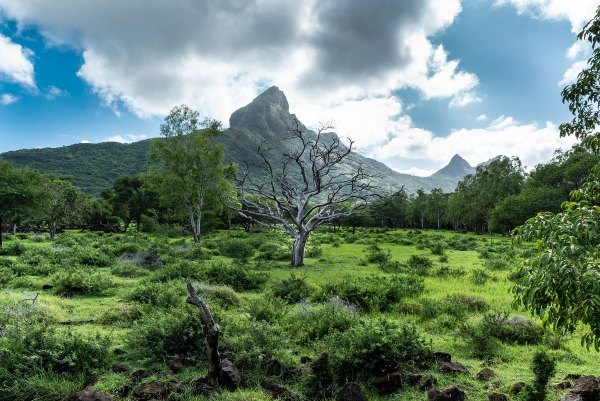 Forests and Nature Parks of Mauritius