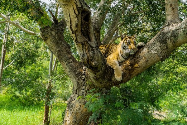 Casela Nature Parks & Zoo in Mauritius