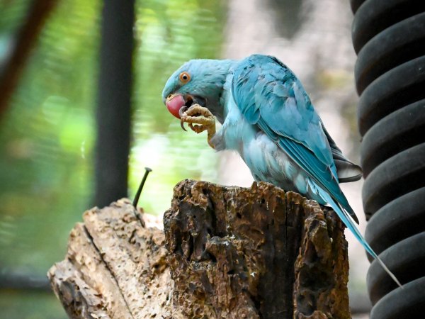 Casela Nature Parks & Zoo in Mauritius