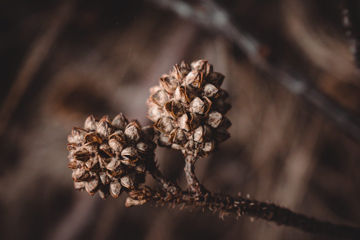 100+ Free Photos - Filao tree seeds closeup in nature