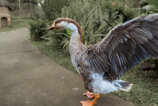Casela Nature Parks & Zoo in Mauritius