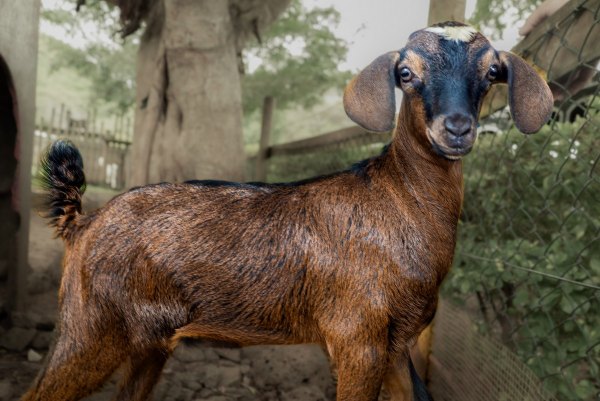 Casela Nature Parks & Zoo in Mauritius