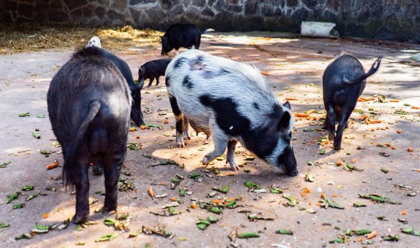 Surprising animals of Mauritius - Wildlife