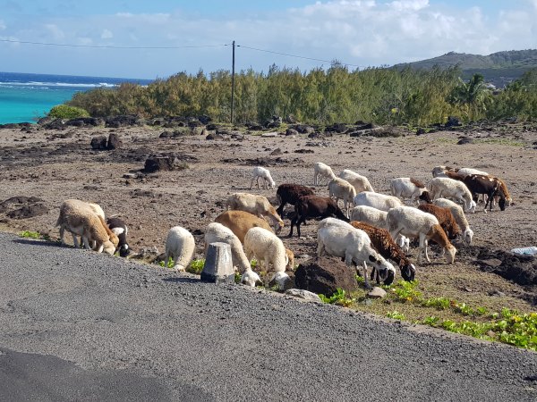 Surprising animals of Mauritius - Wildlife