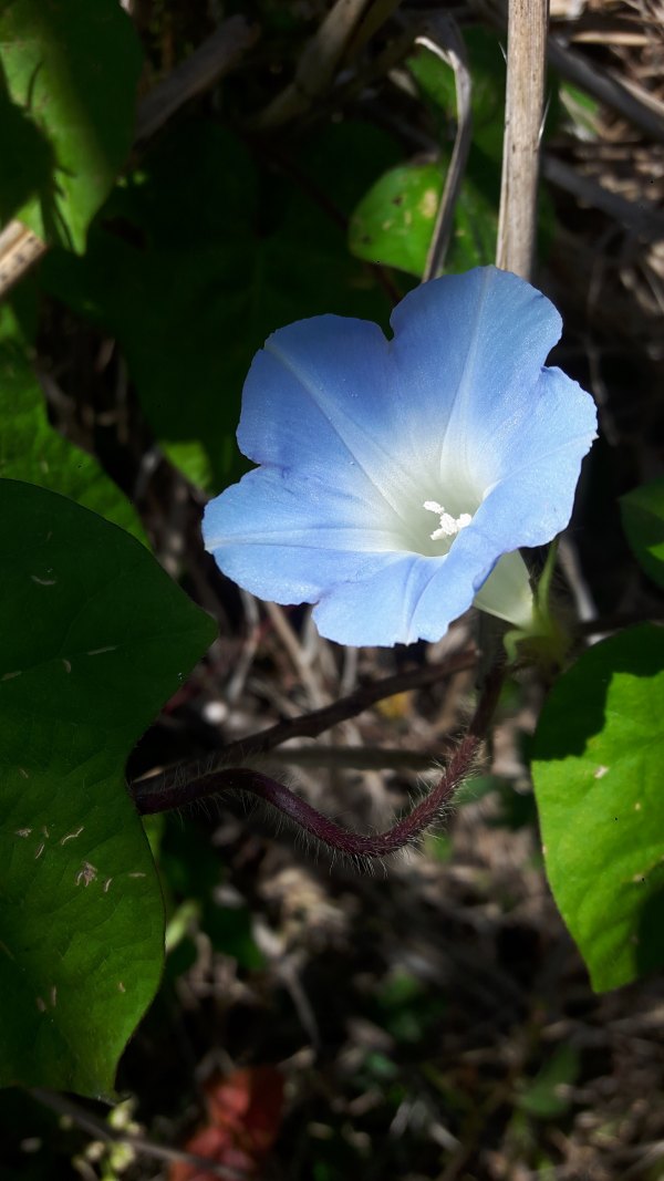 25 Most Beautiful Flowers In Mauritius