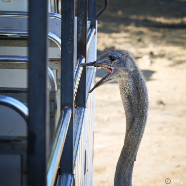 Most amazing birds in Mauritius - Free photos