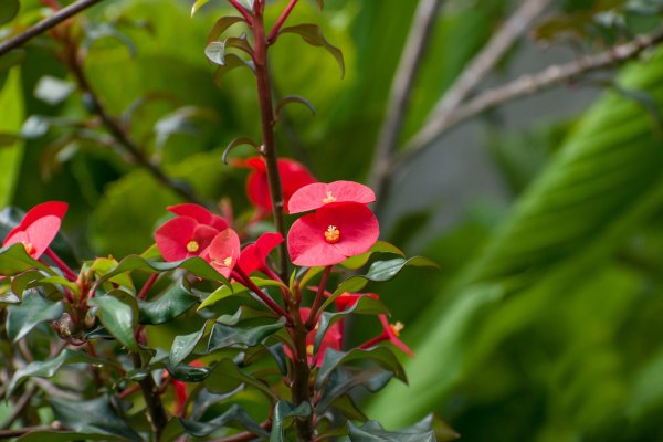 25 Most Beautiful Flowers In Mauritius