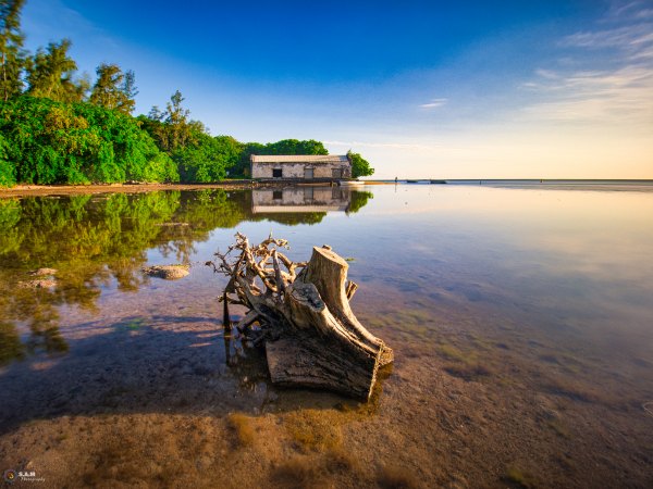 Exploring the Enchanting Trees of Mauritius
