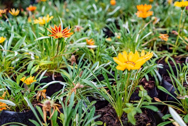 25 Most Beautiful Flowers In Mauritius