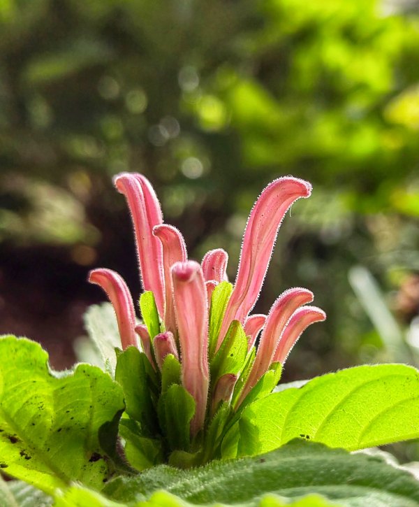 25 Most Beautiful Flowers In Mauritius