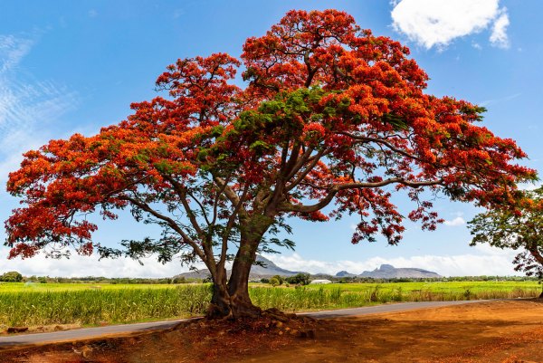 Exploring the Enchanting Trees of Mauritius