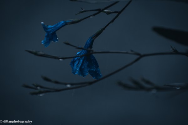 25 Most Beautiful Flowers In Mauritius