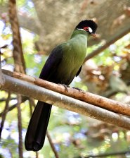 100+ Free Photos - Serin du cap bird of Mauritius