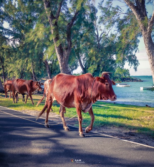 Surprising animals of Mauritius - Wildlife