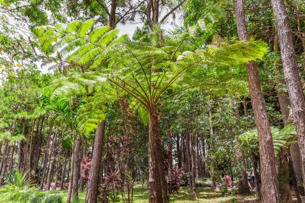 Free Photos Gallery & HD Downloads of Mauritius