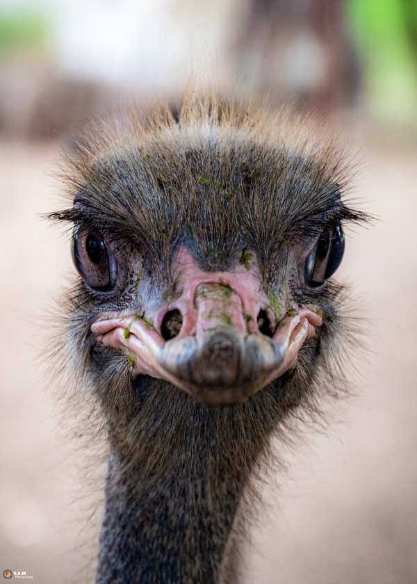 Casela Nature Parks & Zoo in Mauritius