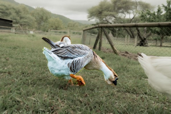 Casela Nature Parks & Zoo in Mauritius